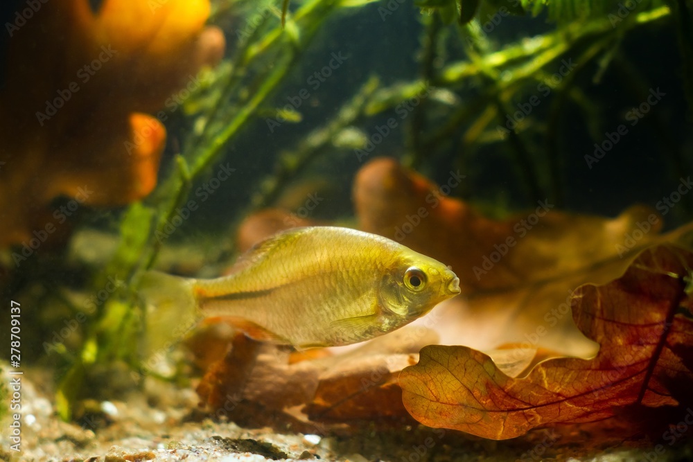 juvenile female of European bitterling, Rhodeus amarus, wide-spread ...