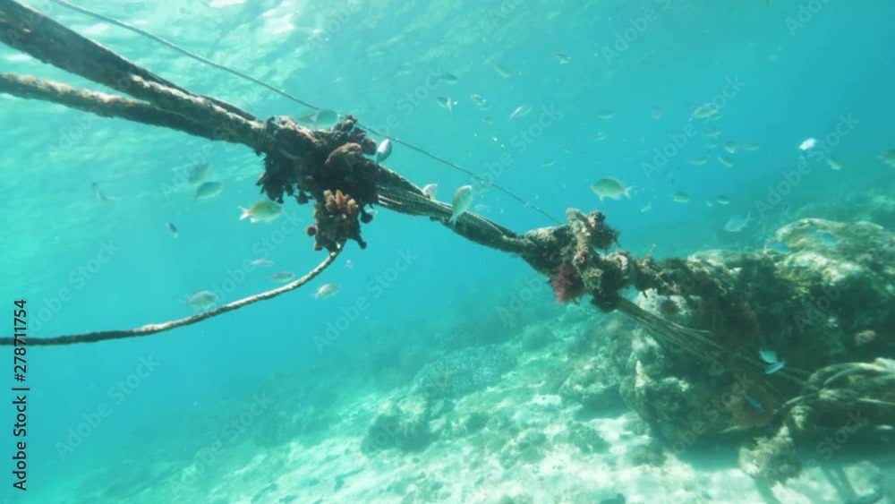 Tropical fish swimming underwater near buoy rope. School of fish ...