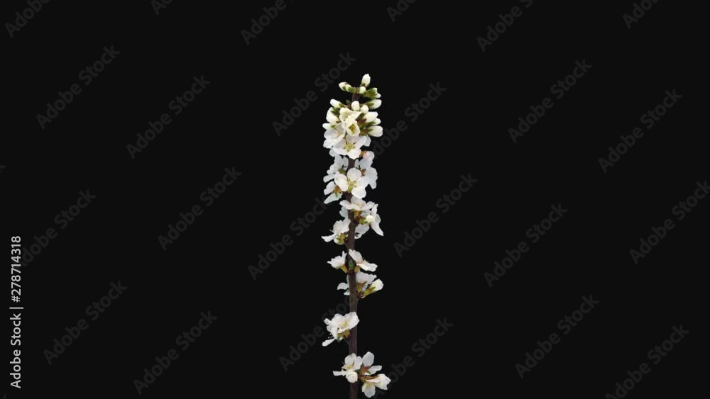 Time-lapse of blooming Nanking cherry (Prunus tomentosa) branch 1a4 in ...