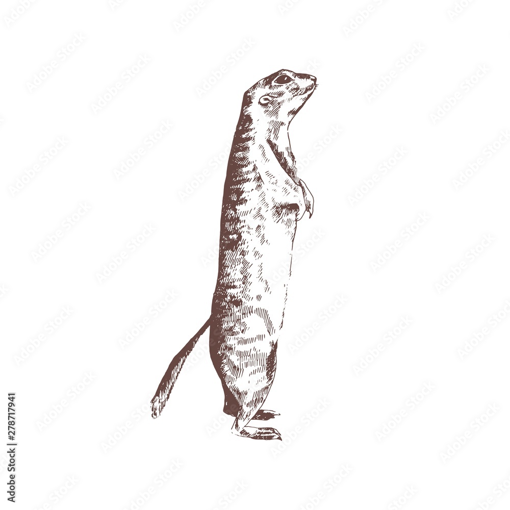 Ground squirrel hand drawn with contour lines on white background Stock ...