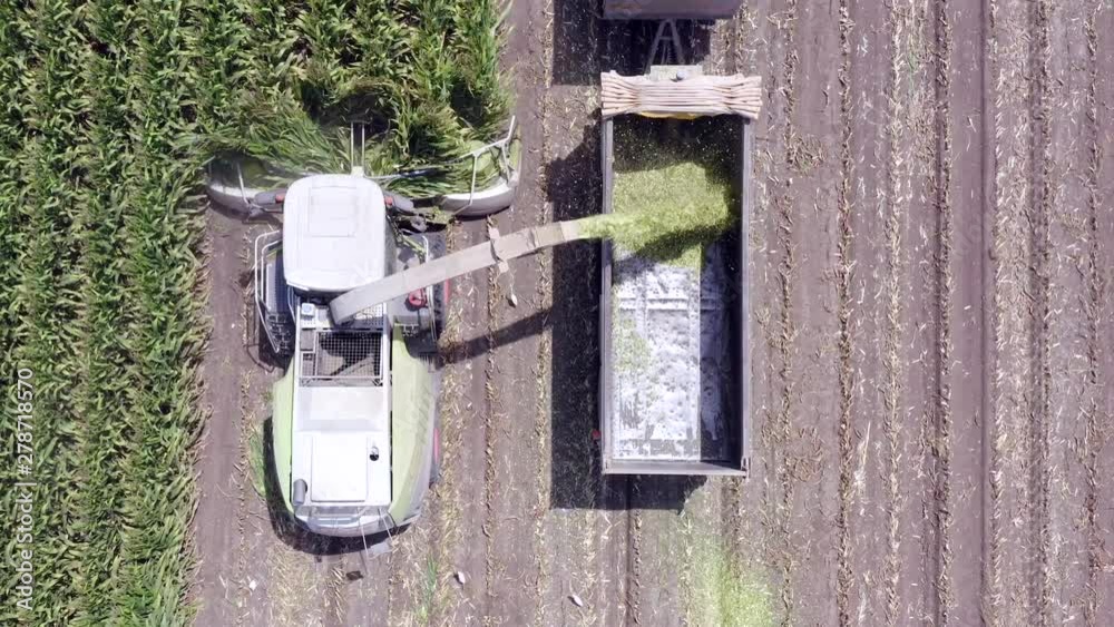 Corn for Silage - Combine harvesting and loading silage onto a double ...