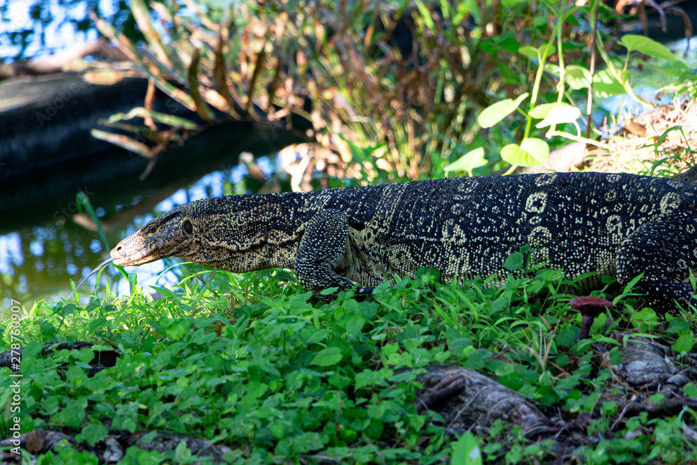 Foto de The water monitor or Varanus salvator is a large species of ...
