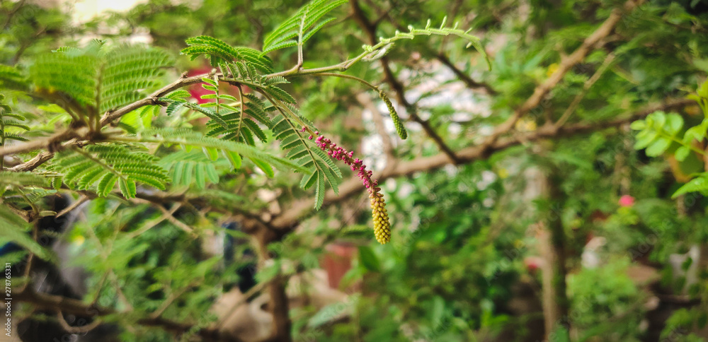Prosopis cineraria also known as sami tree in india with it's very rare ...