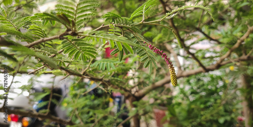 Prosopis cineraria also known as sami tree in india with it's very rare ...