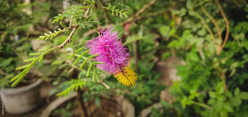 Prosopis cineraria also known as sami tree in india with it's very rare ...