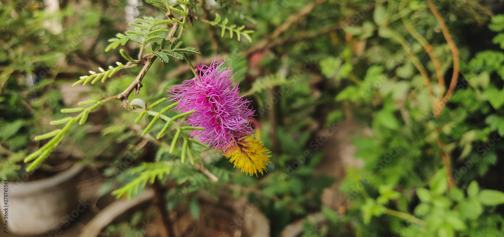 Prosopis cineraria also known as sami tree in india with it's very rare ...