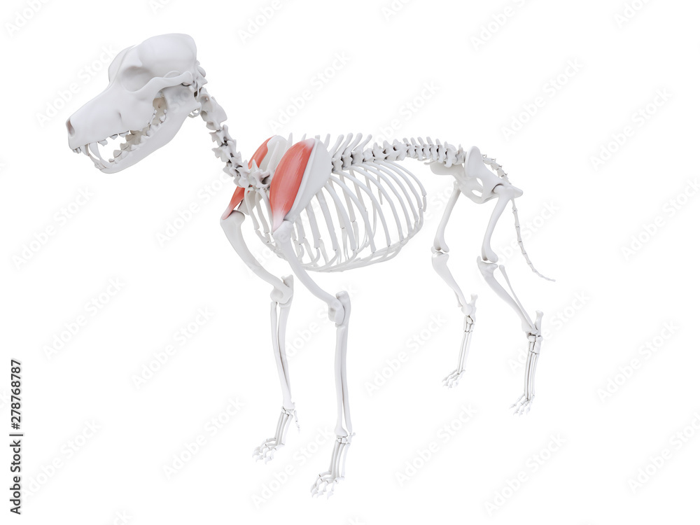 3d rendered illustration of the dog muscle anatomy - supraspinatus ...