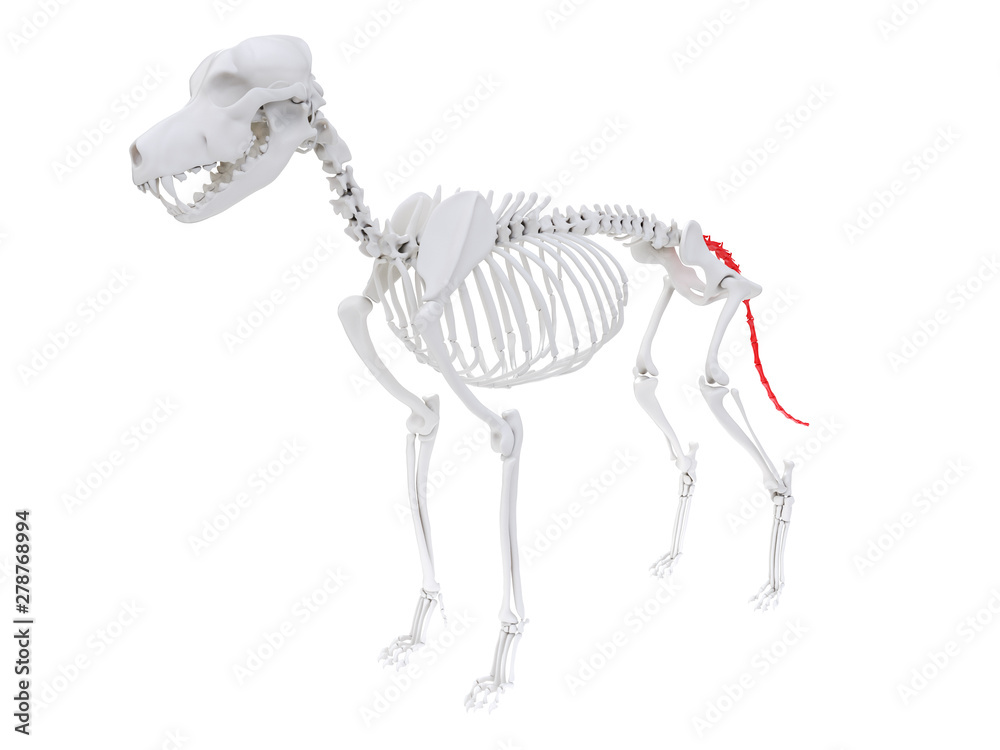 3d rendered anatomy illustration of the dog skeletal anatomy - caudal ...