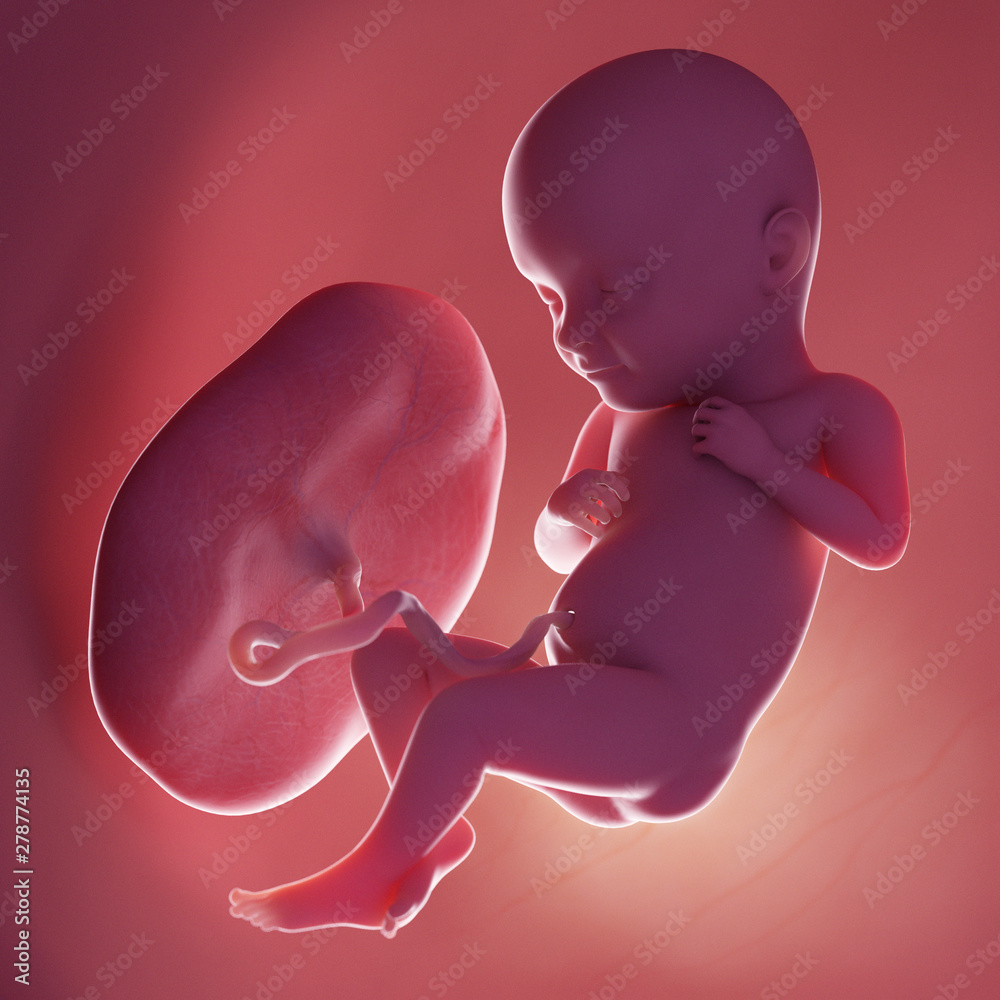 3d rendered medically accurate illustration of a human fetus - week 32 ...