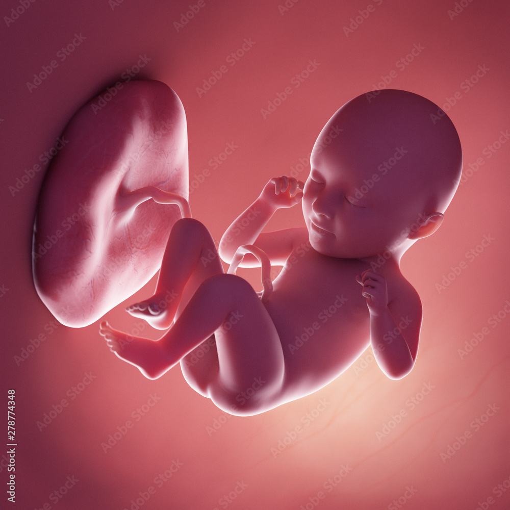 3d rendered medically accurate illustration of a human fetus - week 35 ...