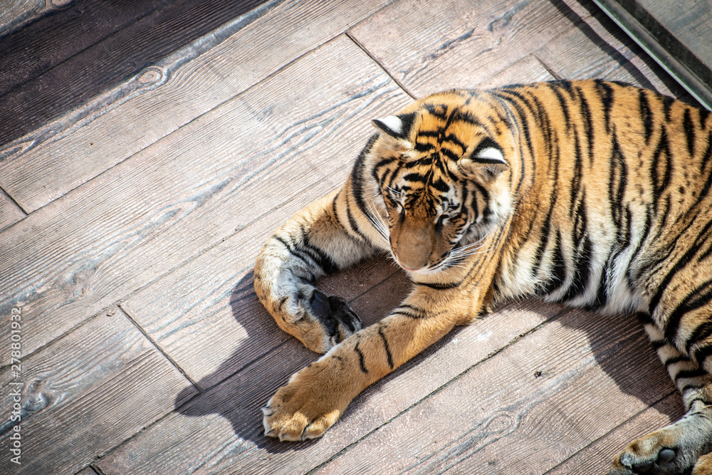Tigre rayas zoo piel bonito agresivo dorado nepal Stock Photo | Adobe Stock