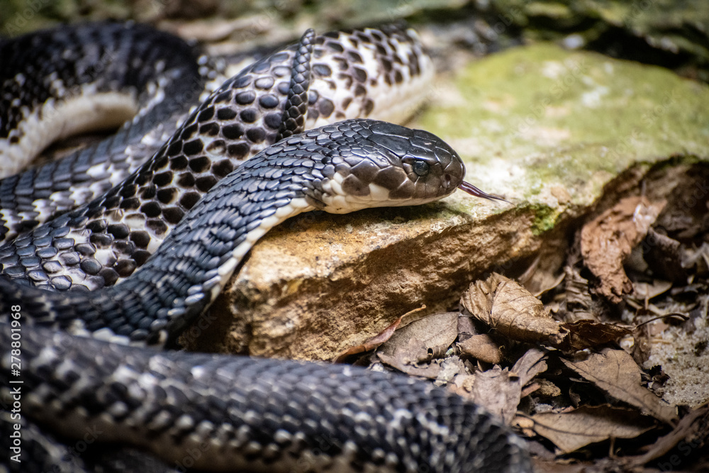 Cobra culebra serpiente mortal peligrosa Stock Photo | Adobe Stock