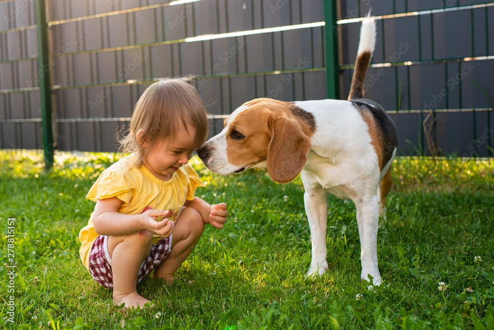 Cute Baby Beagles