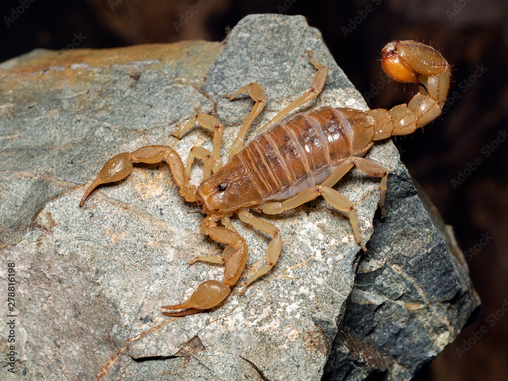 Striped Tail Scorpion