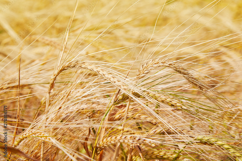 Summer field with ripe barley ears. Hordeum vulgare. Idyllic rural ...