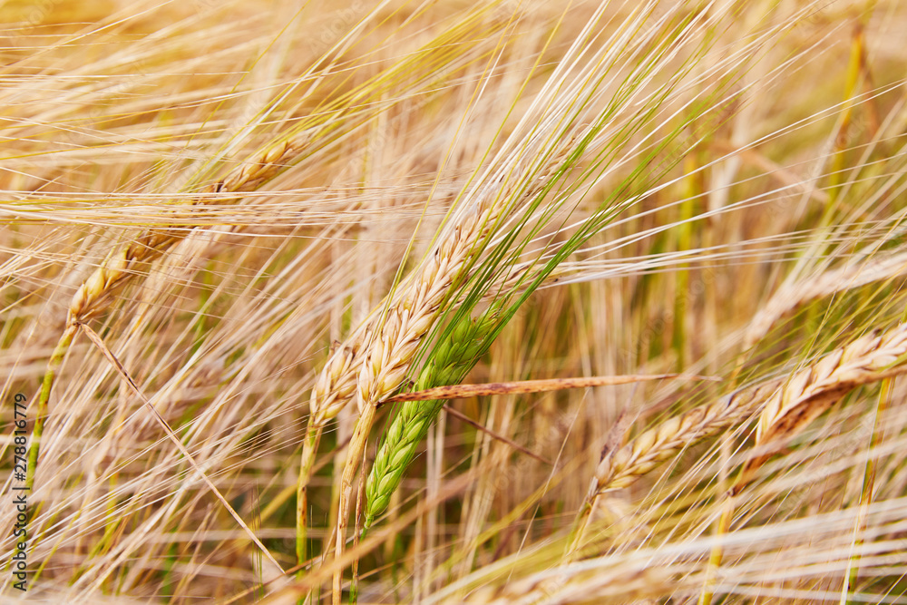 Summer field with ripe barley ears. Hordeum vulgare. Idyllic rural ...