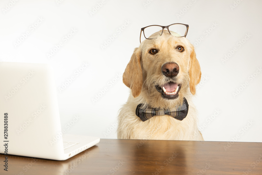 Dog On Computer Glasses