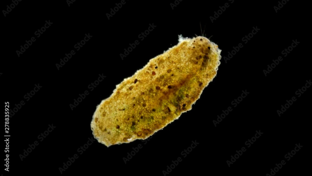 Vidéo Stock Trichoptera larvae under the microscope, the movement of ...