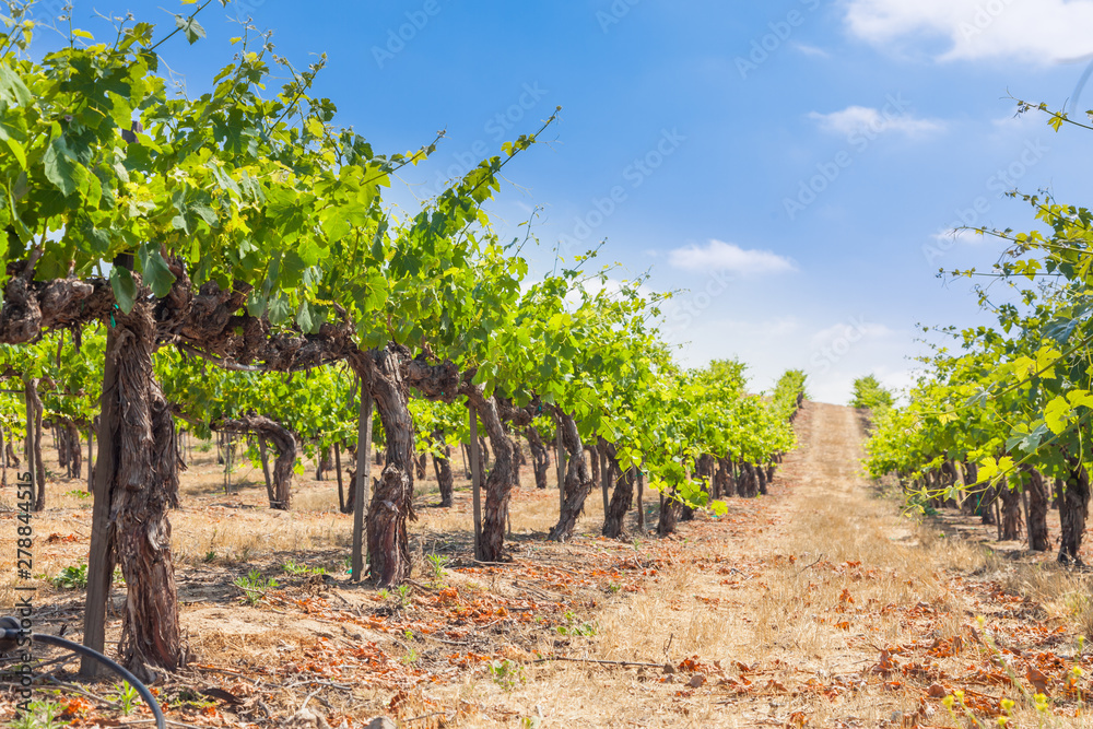 Beautiful Grape Vineyard