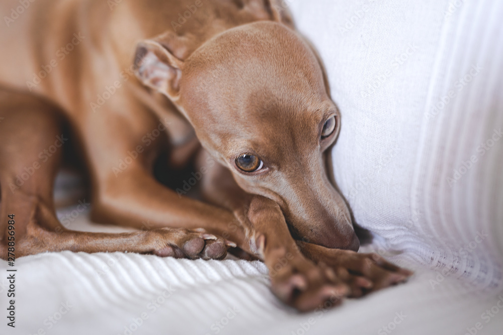 Are Greyhounds Friendly