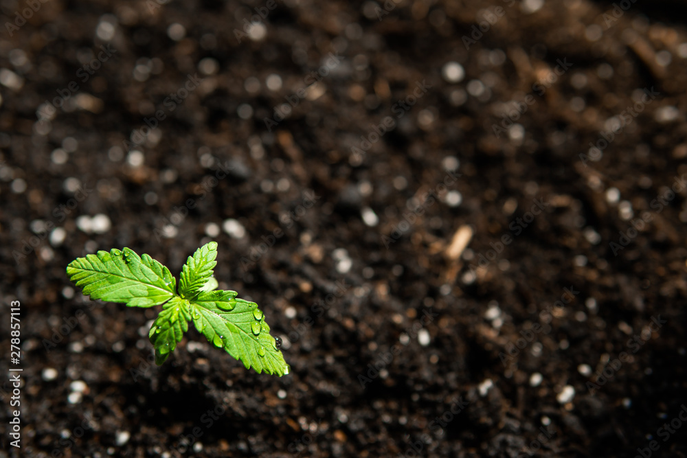 A cannabis seedling, small plant . The stage of vegetation hemp. Macro ...