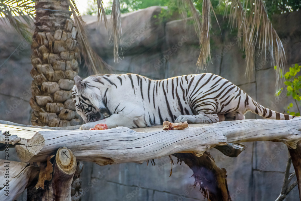Beautiful wild animal Bengal white tiger (bleached tiger), in Al Ain ...