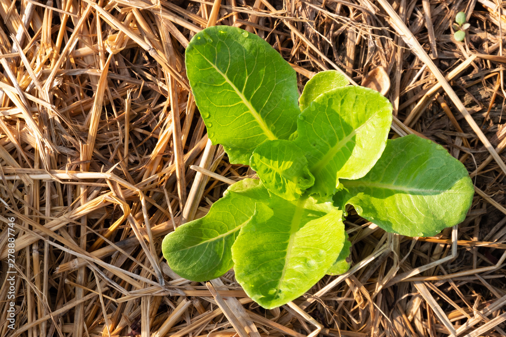 Vegetable plant in farm, top view of The vegetable plot with the ...