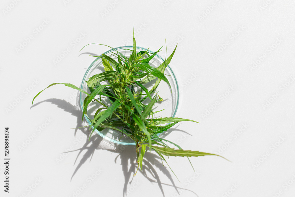 Study Structure of Marijuana leaves, Powder of Cannabis (Drugs) on a ...