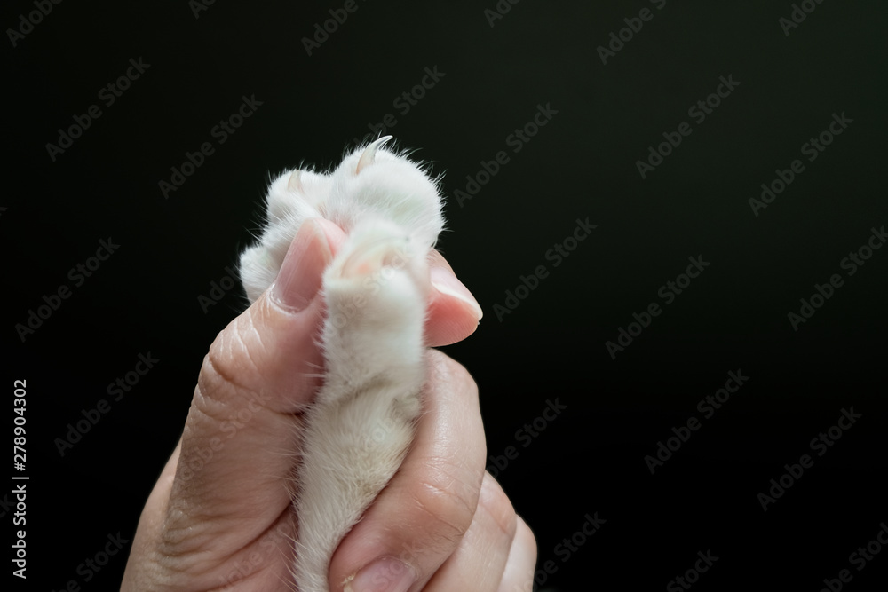 The human hand is catching the cat's paw before trimming the cat's nail ...