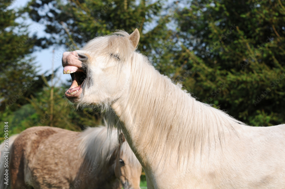 White Horse Smiling