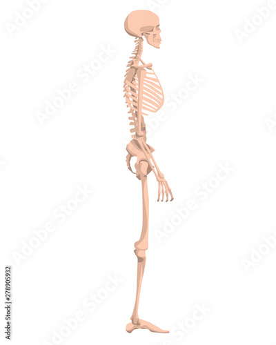 Human Skeleton Anatomy Side View