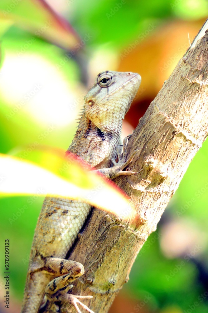 Lizards on the Maldives and on Bali, Indonesia Stock Photo | Adobe Stock