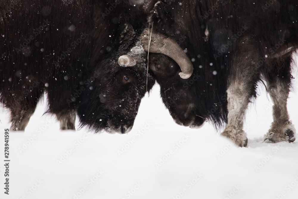 Battle (butting) males close-up. musk oxen under snowfall in winter ...