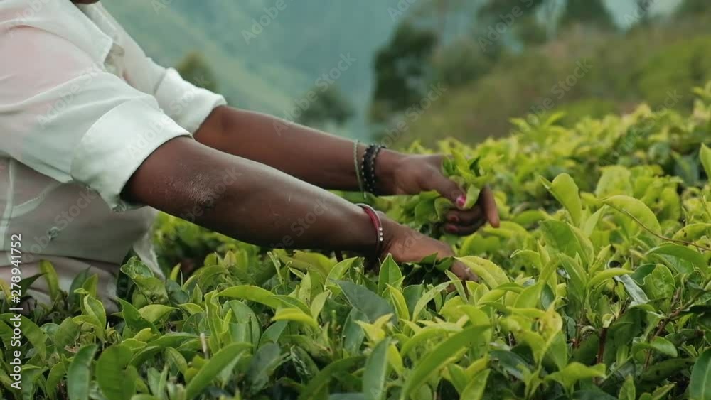 Hardworking Female Tea-Pickers. Farmer Keep Crop Nature Agricultural ...