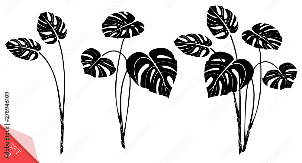 Set of vector monstera leaves isolated on white background. Exotic ...