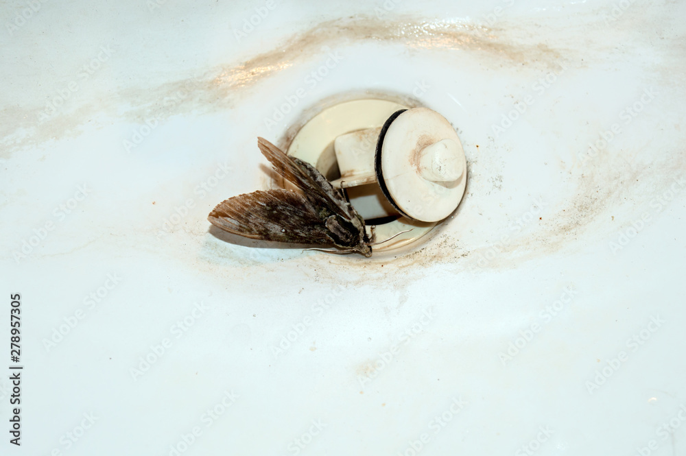 What looks to be a common grey moth found itself in the bathroom sink ...