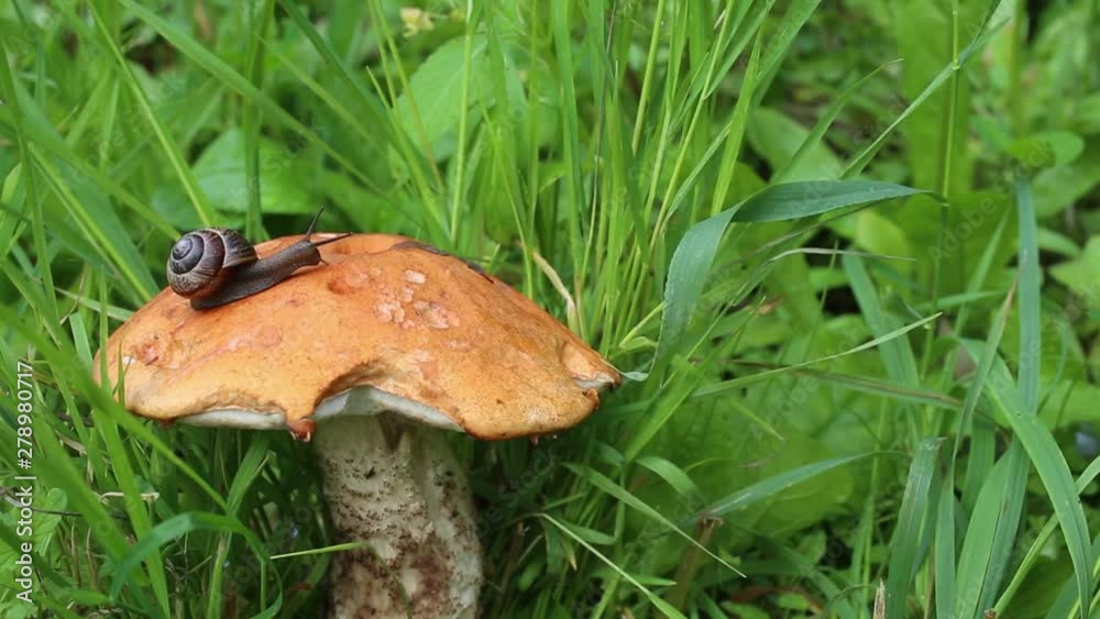 The snail is slowly crawling on the mushroom cap. Red-capped Scaber ...