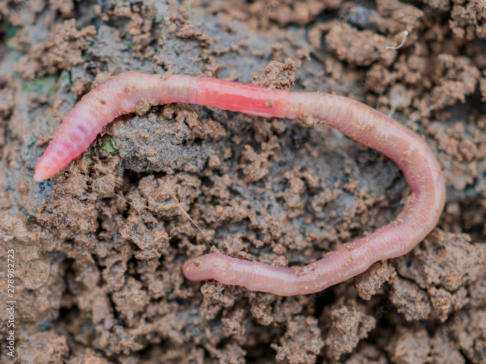 Earthworms in black soil of greenhouse. Macro Brandling, panfish, trout ...