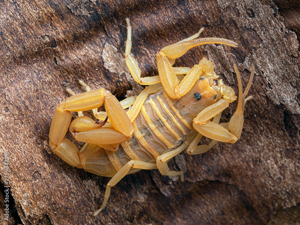 Foto de female Arizona bark scorpion, Centruroides sculpturatus, xeric ...