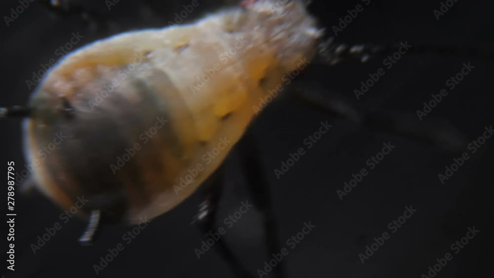 Black bean aphid (Aphis fabae) is a member of the order Hemiptera ...
