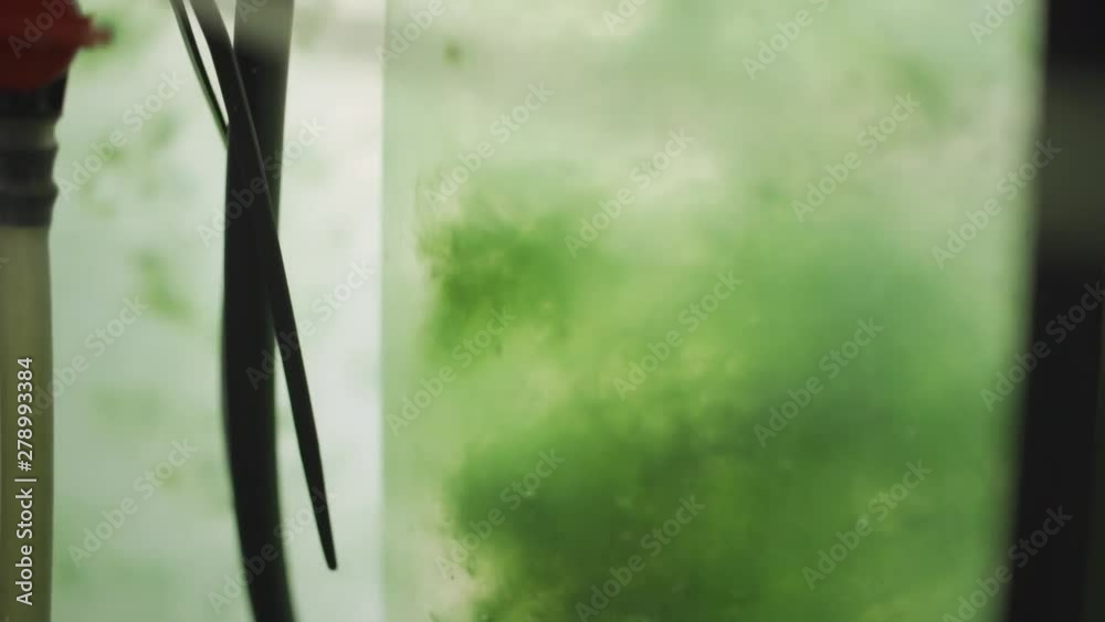 Algae in a biotech lab container for scientific tests with algae in ...