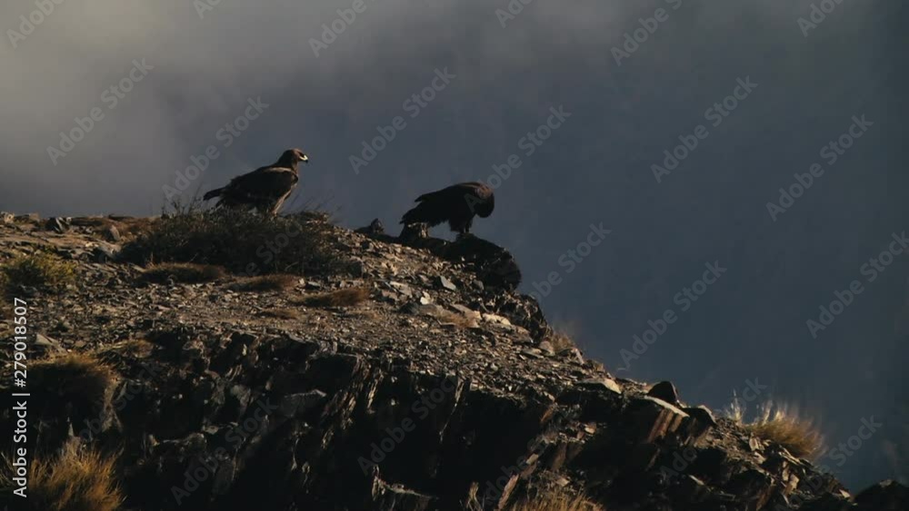 Pair of black hawk standing on cliff edge against mountain backdrop ...