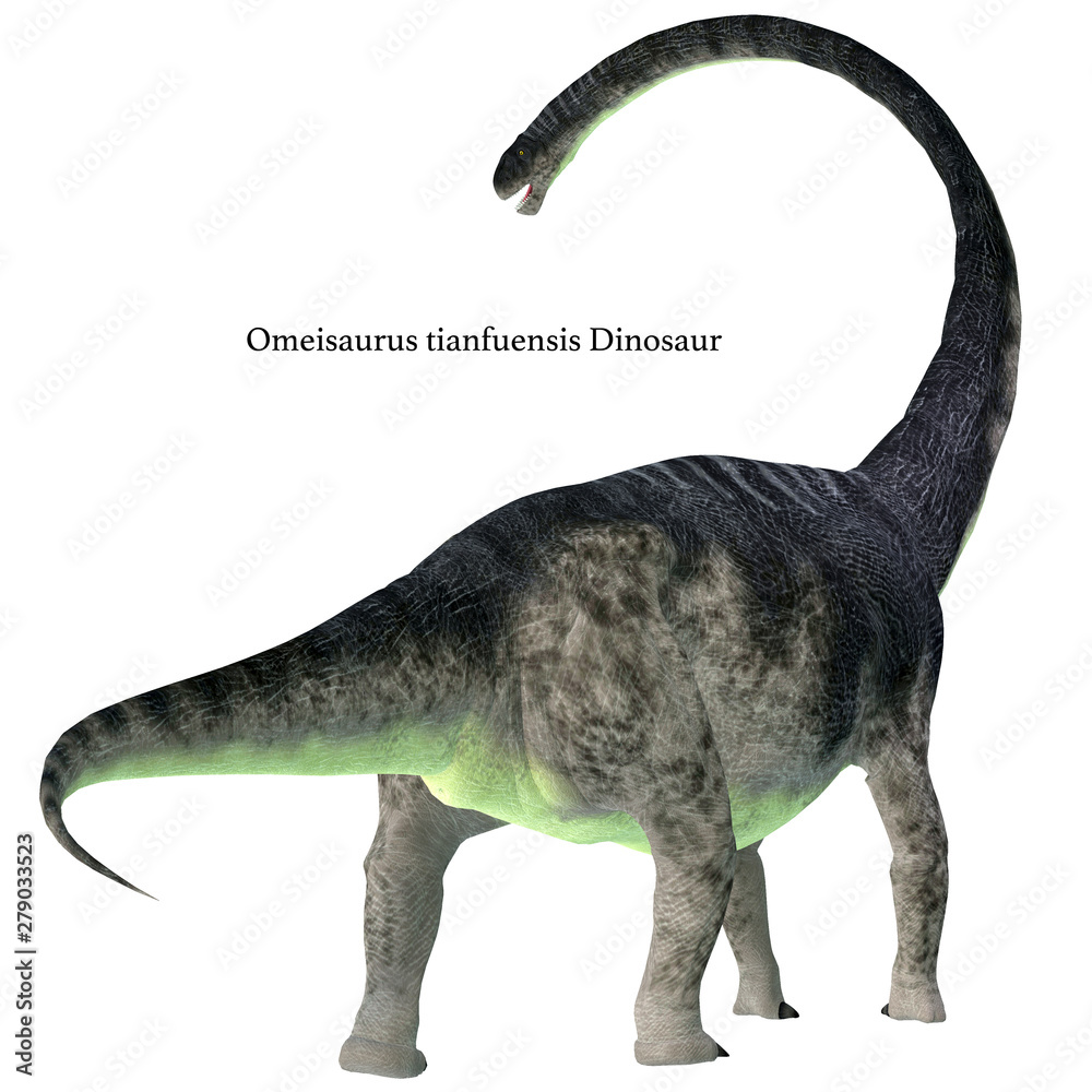 Omeisaurus Dinosaur Tail with Font - Omeisaurus was a herbivorous ...