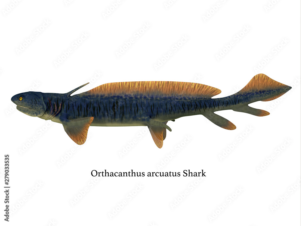 Orthacanthus Shark Side Profile with Font - Orthacanthus was a ...