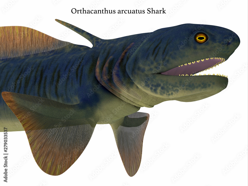 Orthacanthus Shark Head with Font - Orthacanthus was a carnivorous ...