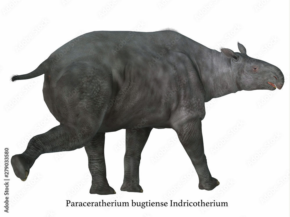 Paraceratherium Mammal Tail with Font - Paraceratherium was a ...