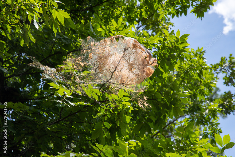 Nest spun by fall webworms in a tree, with webbing, leaves, and ...