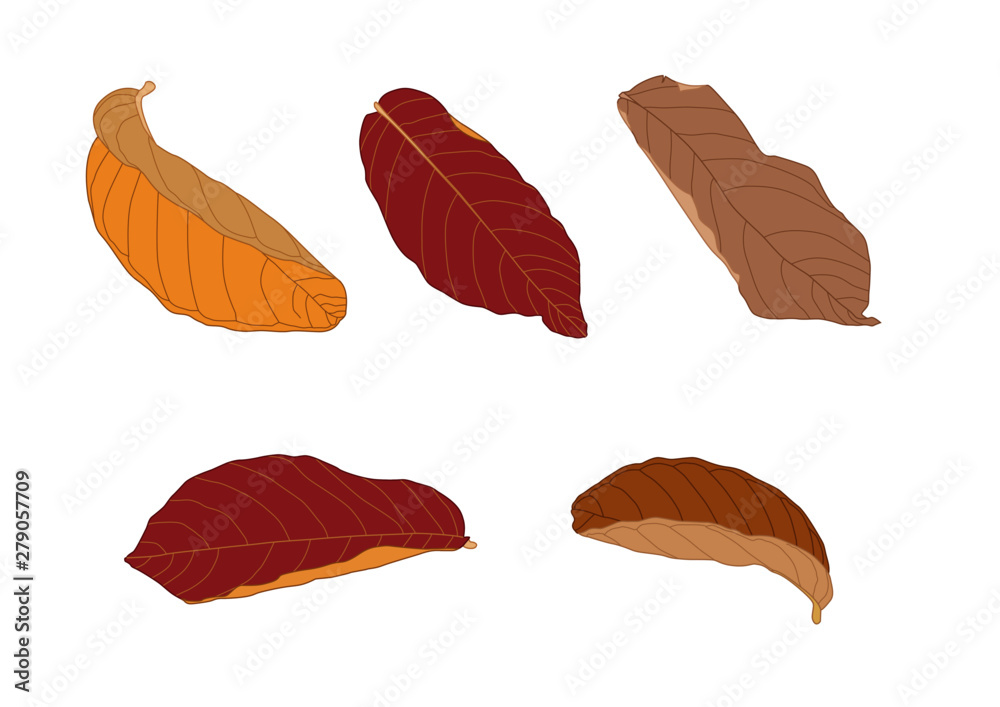 Dry Leaf Vector