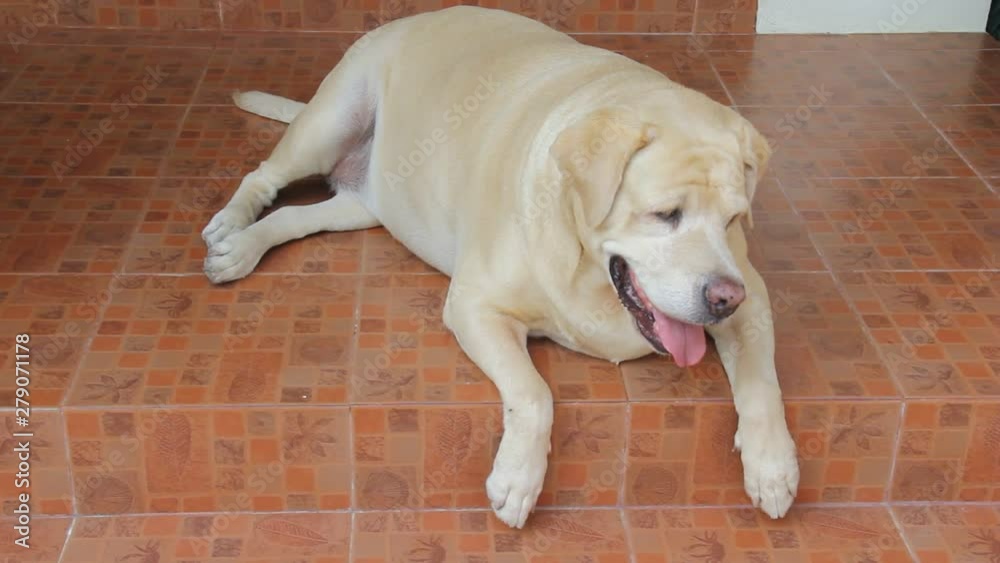 Fat labrador retriever 7 year old breathless , Shortness of breath on ...