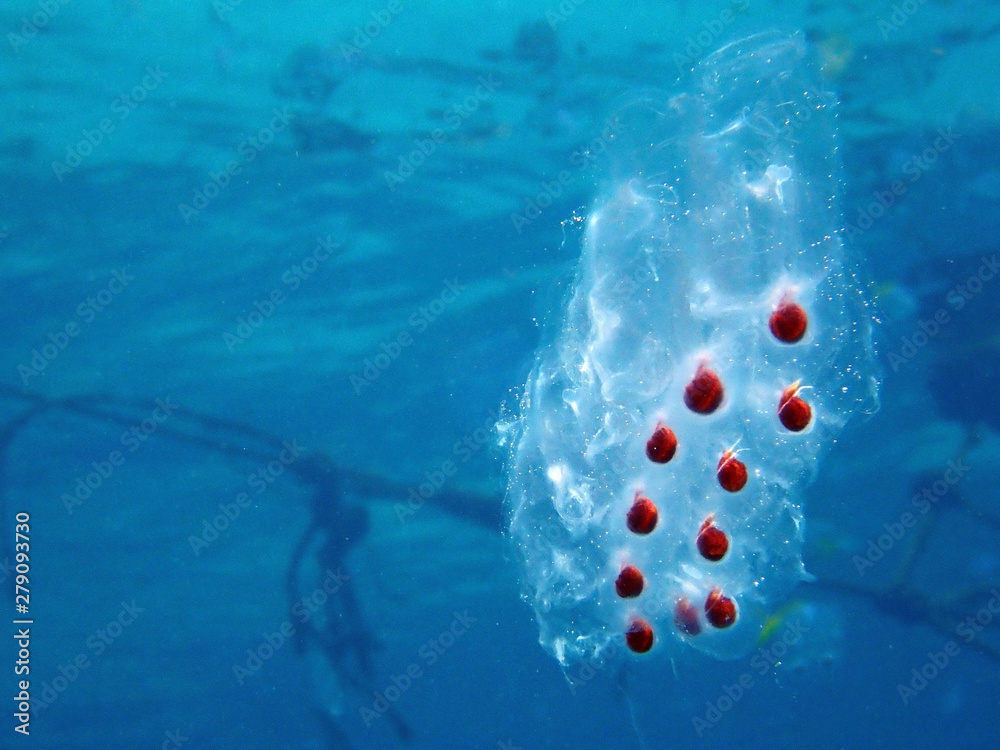 Closeup with the chain of jellyfish eggs during a leisure dive in Tunku ...
